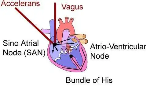 Accelerans nerve